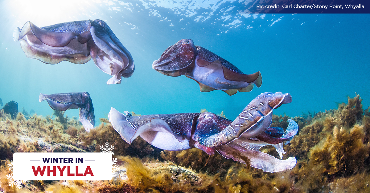 Your guide to winter in Whyalla - SA Weekend Escapes