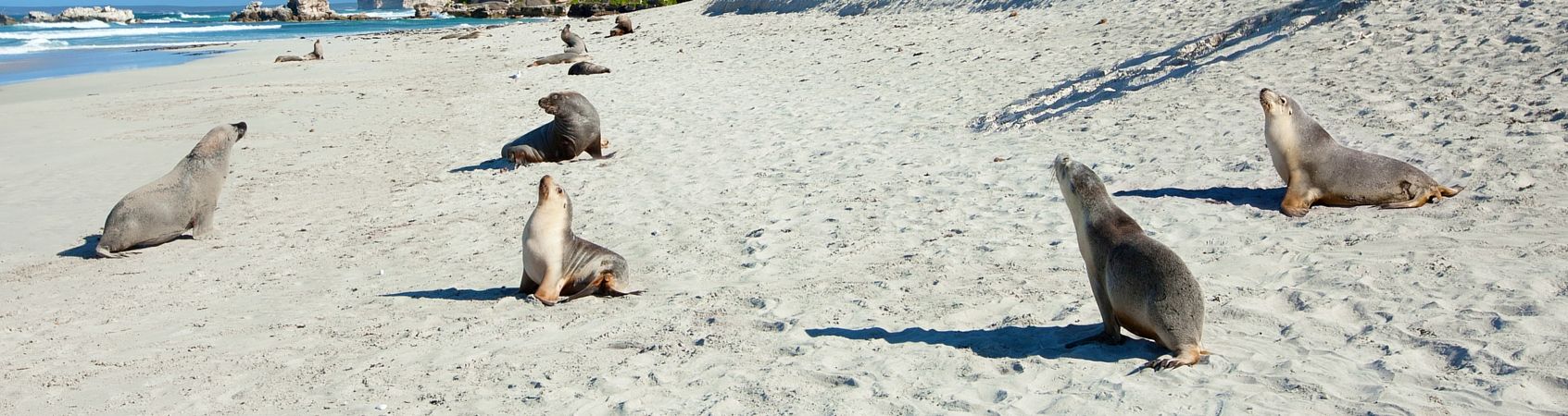 Seal Bay - Aus Weekend Escapes