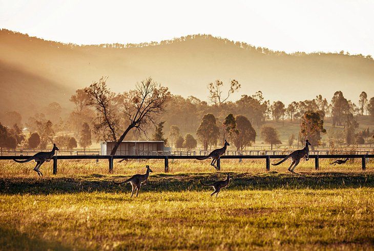 Your Guide to Spring in the Hunter Valley - Aus Weekend Escapes